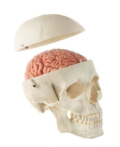 Skull Model With 8 Part Brain – MeddeyGo.com