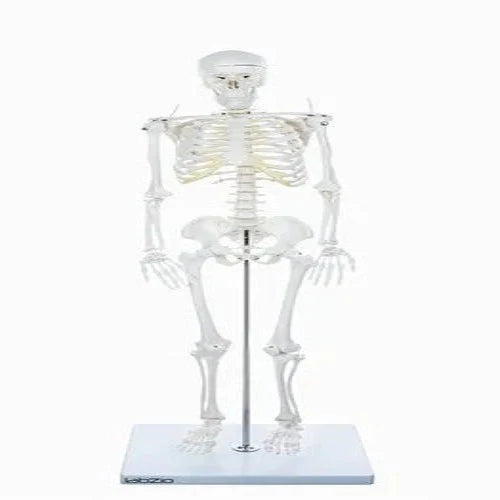 PVC Skeleton Medium Size 85 Cms