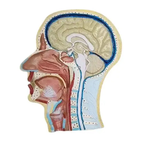 Human Head Model Sagittal Section – MeddeyGo.com
