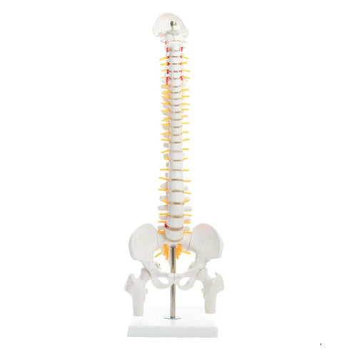 Human Mini Spinal Column Model With Femur Head